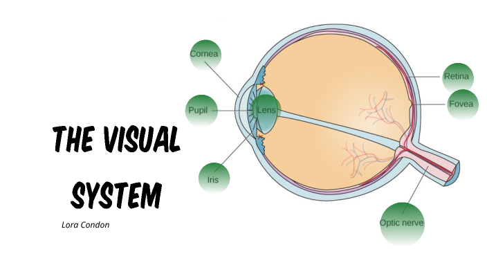 the visual system by Lora Condon on Prezi