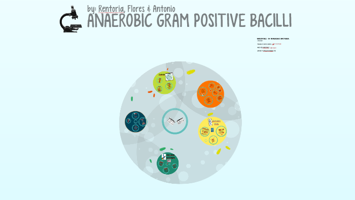 ANAEROBIC GRAM POSITIVE BACILLI by Myles Rentoria on Prezi