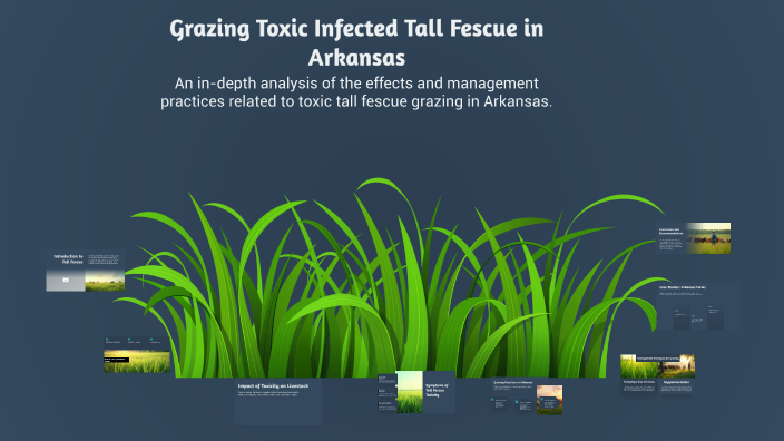 Grazing Toxic Infected Tall Fescue in Arkansas by Mattthew Bean on Prezi