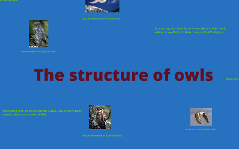 Structure of owls by autumn mccarson on Prezi