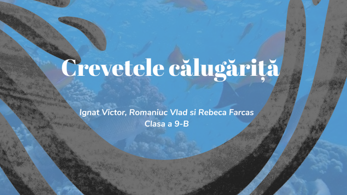 Crevetele călugariță by Victor Ignat on Prezi
