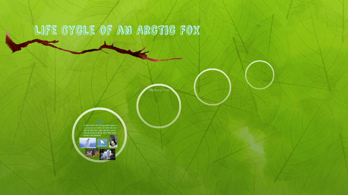 Life Cycle of an Arctic Fox by Lydia Keyes on Prezi