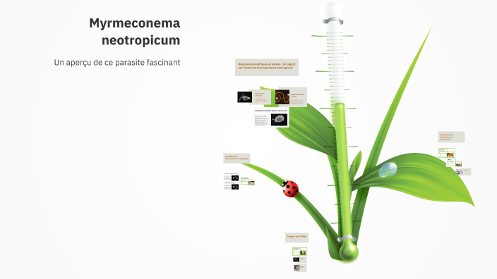 Myrmeconema neotropicum by dana lyna on Prezi