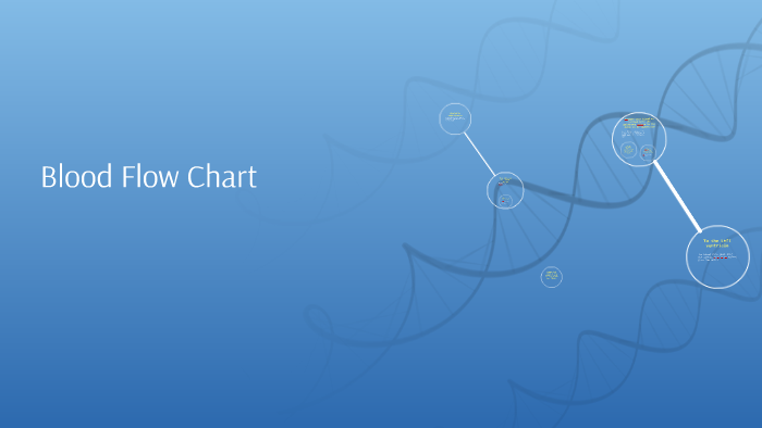 Blood Flow Chart by Kristin Guyor on Prezi