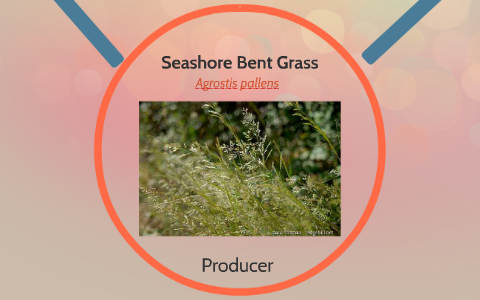 California Chaparral Food Web by Jackie Edinger on Prezi