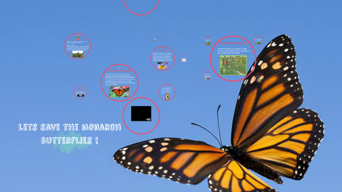Lets save the monarch butterflies ! by maddie fitzgerald