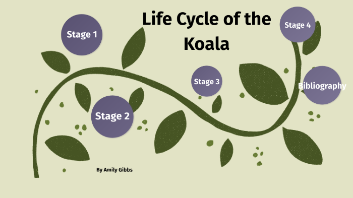 Life Cycle of the koala by Amily Gibbs