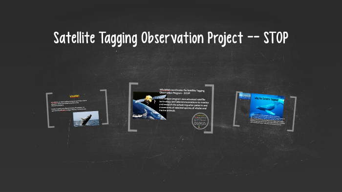Satellite Tagging Observation Project -- STOP by Lynn Francis on Prezi