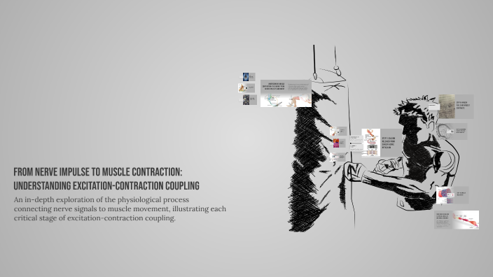 From Nerve Impulse to Muscle Contraction: Understanding Excitation ...