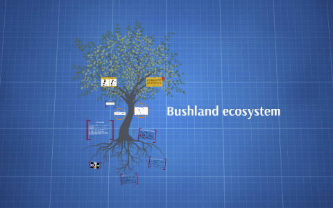 Bushland ecosystem by Olivia Poulter on Prezi