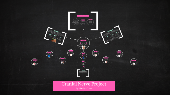 Cranial Nerve Project by Shealyn Olson _ Student - ApexFriendsh on Prezi