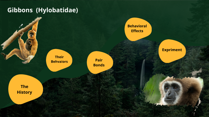 gibbons by Greisy Penalo on Prezi