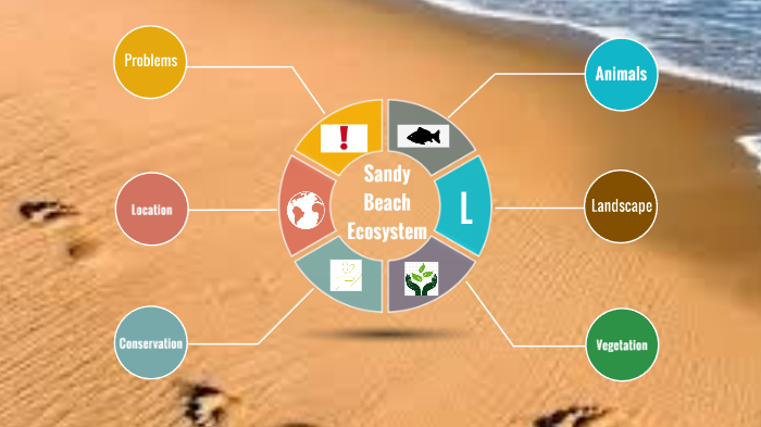 marine bio project (sandy beach ecosystem) by Daniel Scriven on Prezi