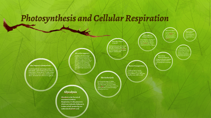 Photosynthesis and Cellular Respiration by Sydney Hunt on Prezi