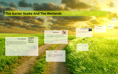 The Garter Snake And The Wetlands by Miguel Soto on Prezi