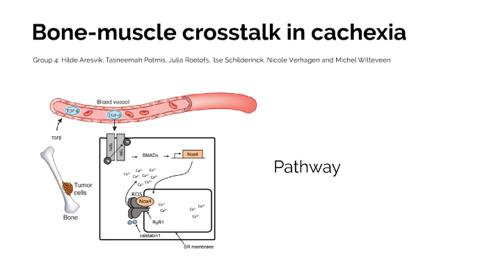 Bone-muscle crosstalk by Julia Roelofs on Prezi