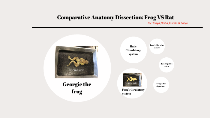 Comparative Anatomy Dissection; Frog vs Rat by tanya sekhon on Prezi