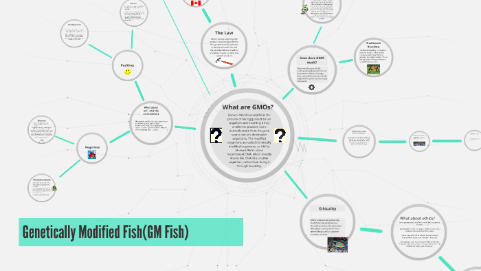 Genetically Modified Fish by Presen Tation on Prezi