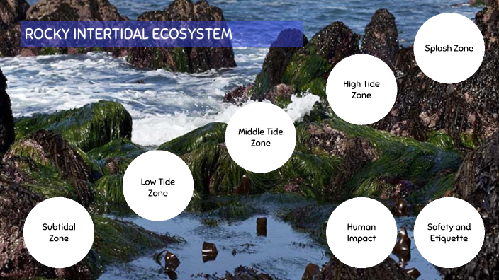 Rocky Intertidal Ecosystem by Jovene J. Wen on Prezi