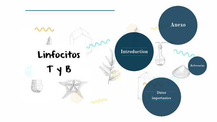 linfocitos T y B by gaby hilario luna on Prezi