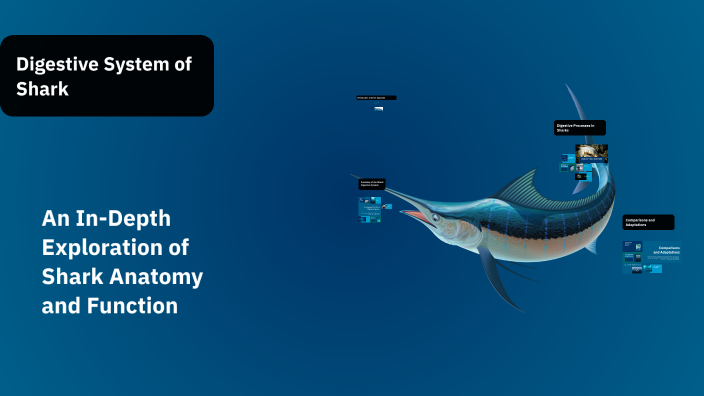 Digestive System of Shark by Janaki Raman on Prezi