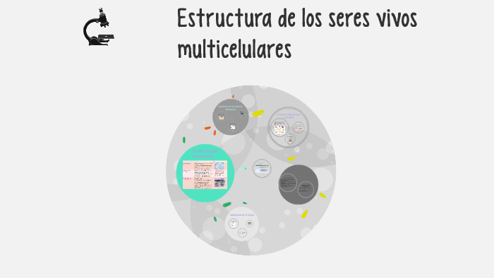 Estructura de los seres vivos multicelulares by Estefanía Hernández on ...