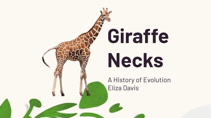 Giraffe Evolution by Eliza Davis on Prezi