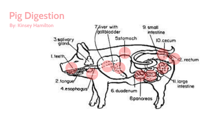 Monogastric Digestive Track by Kinsey Hamilton on Prezi