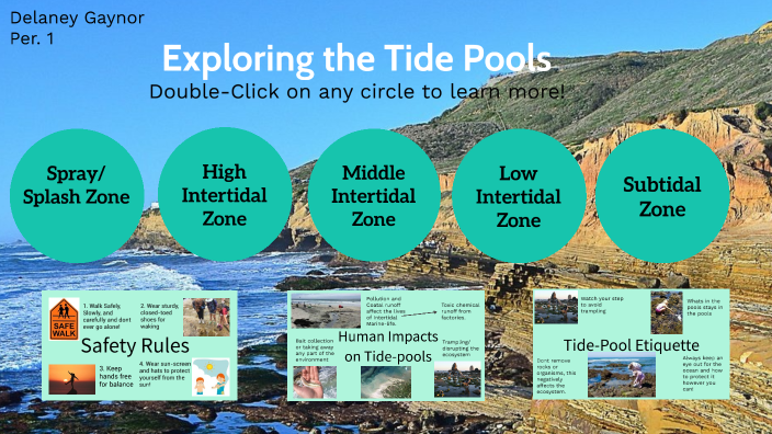 Inter-tidal ecosystems by Delaney Gaynor on Prezi Next