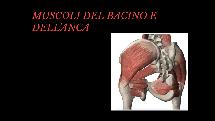 Muscoli del bacino e dell'anca by beatrice caleffi on Prezi