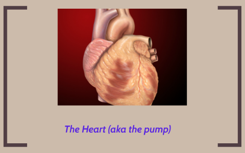 The Heart (aka the pump) by Rebecca Bolger on Prezi