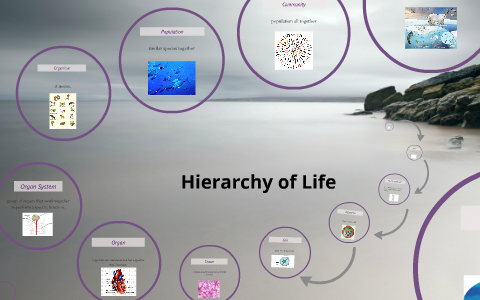 Hierarchy of Life by Brandi Gonzales on Prezi