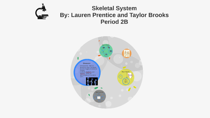 Skeletal System by Lauren Prentice