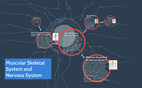 muscular skeletal system and nervous system by shaan tandon on Prezi