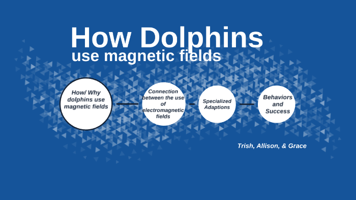 How Dolphins use Magnetic Fields by Patricia Barth on Prezi