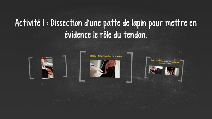 Activité 1 : Dissection d'une patte de lapin pour mettre en by Manon ...