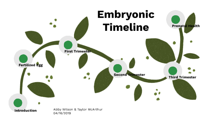 Embryonic Timeline by Abby Wilson on Prezi
