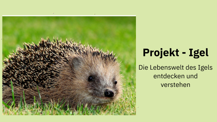 Projekt - Igel by Marie Leye on Prezi