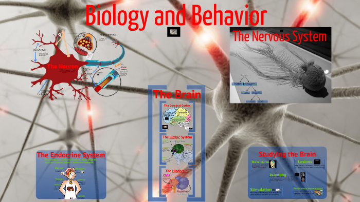 Psychology unit 2: Biology and Behavior by Joe Berchtold on Prezi