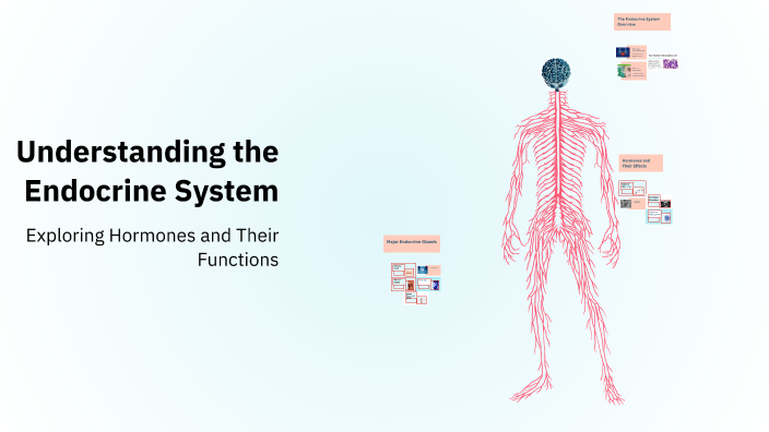 Understanding the Endocrine System by Amany Esmail on Prezi