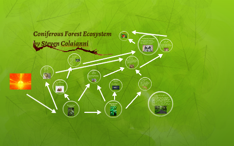 Coniferous forest ecosystem project by Steven Colaianni on Prezi
