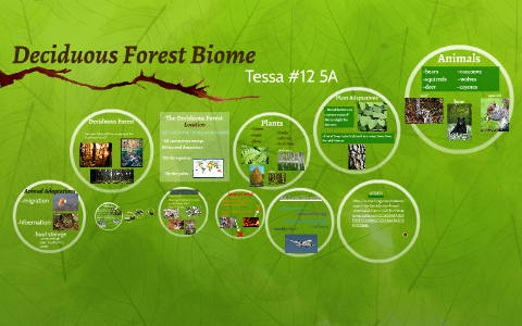 Deciduous Forest Biome by Tessa Martin on Prezi