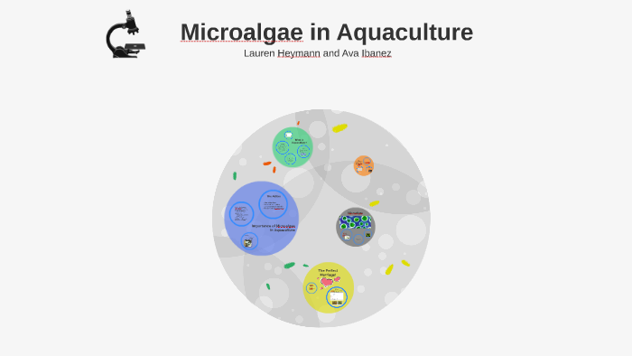 Microalgae in Aquaculture by Lauren Heymann on Prezi
