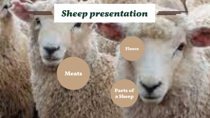 Sheep Presentation by Brooke Moreland on Prezi