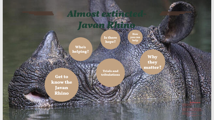 Number 1 extinct animal-The Javan Rhino by Kayla Pounds on Prezi