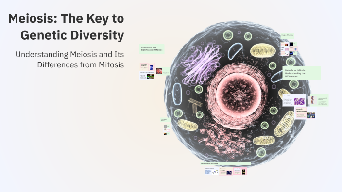 Meiosis: The Key to Genetic Diversity by Ariel Leslie on Prezi