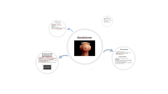 Bandwürmer by Lisa Hamann on Prezi