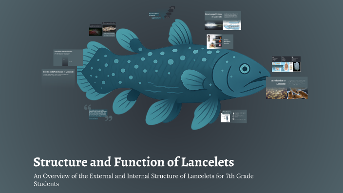 Structure and Function of Lancelets by Gulzat Toktorbekova on Prezi