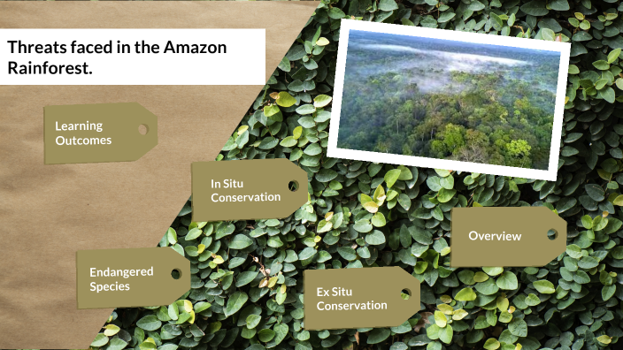 Threats faced in the Amazon Rainforest by rachel jones on Prezi