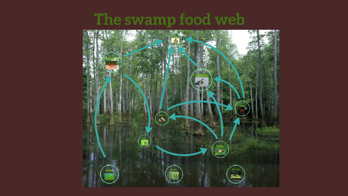 The swamp food web by Philip Bradley on Prezi